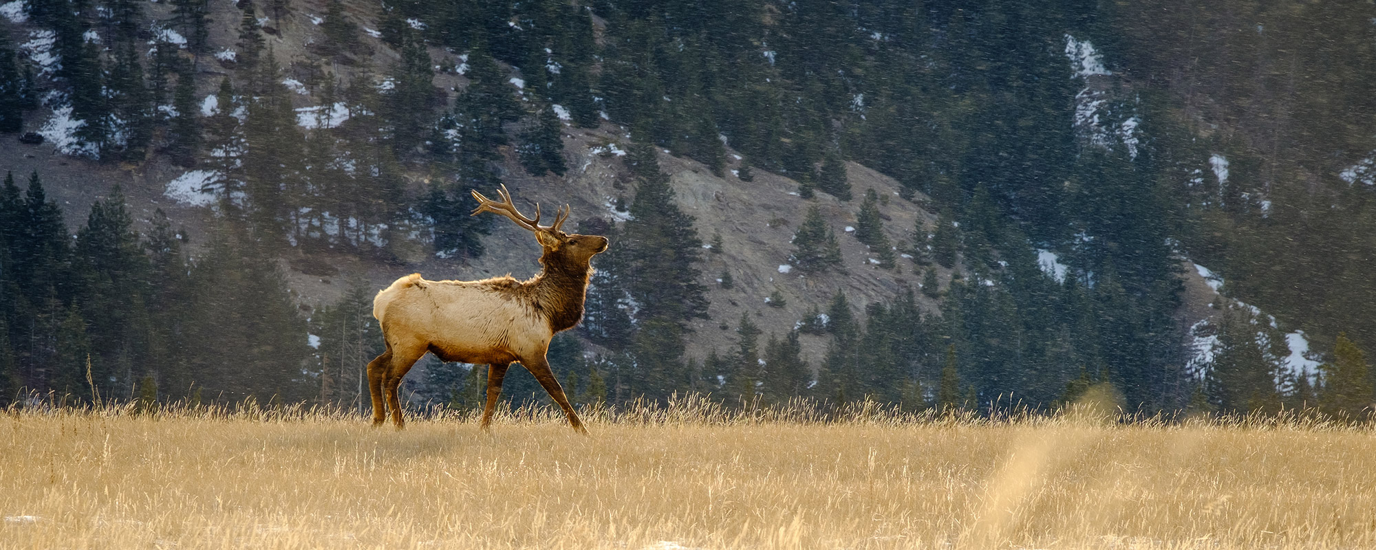 In het wild | Edmonton-Jasper.nl